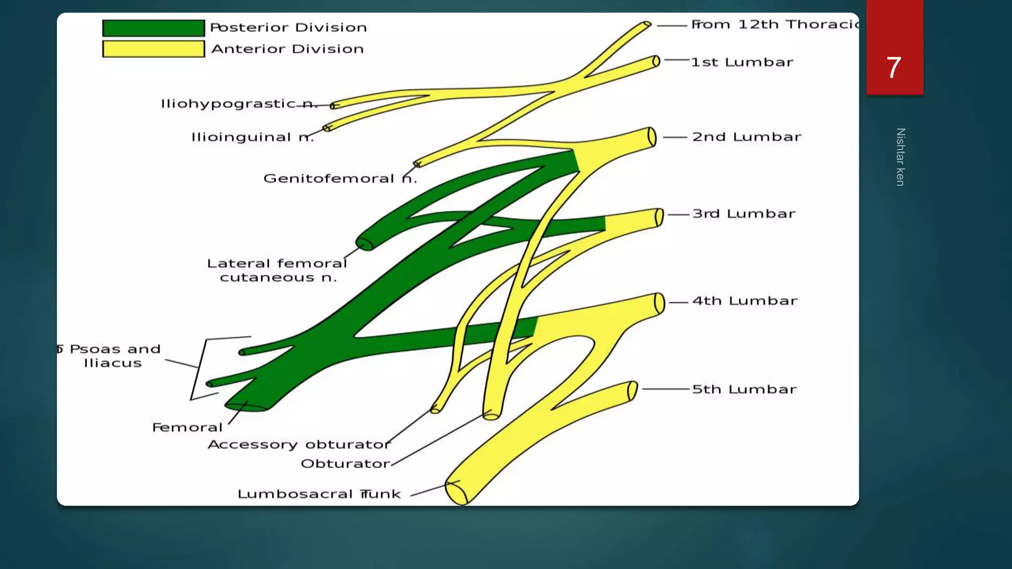 Nerves of pelvis | PPTX