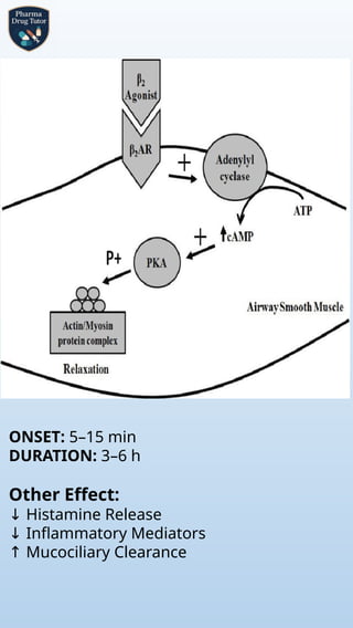 Salbutamol (Albuterol): Mechanism of action, Uses & Safety | PPTX