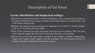 Sal forest management | PPTX