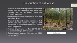 Sal forest management | PPTX