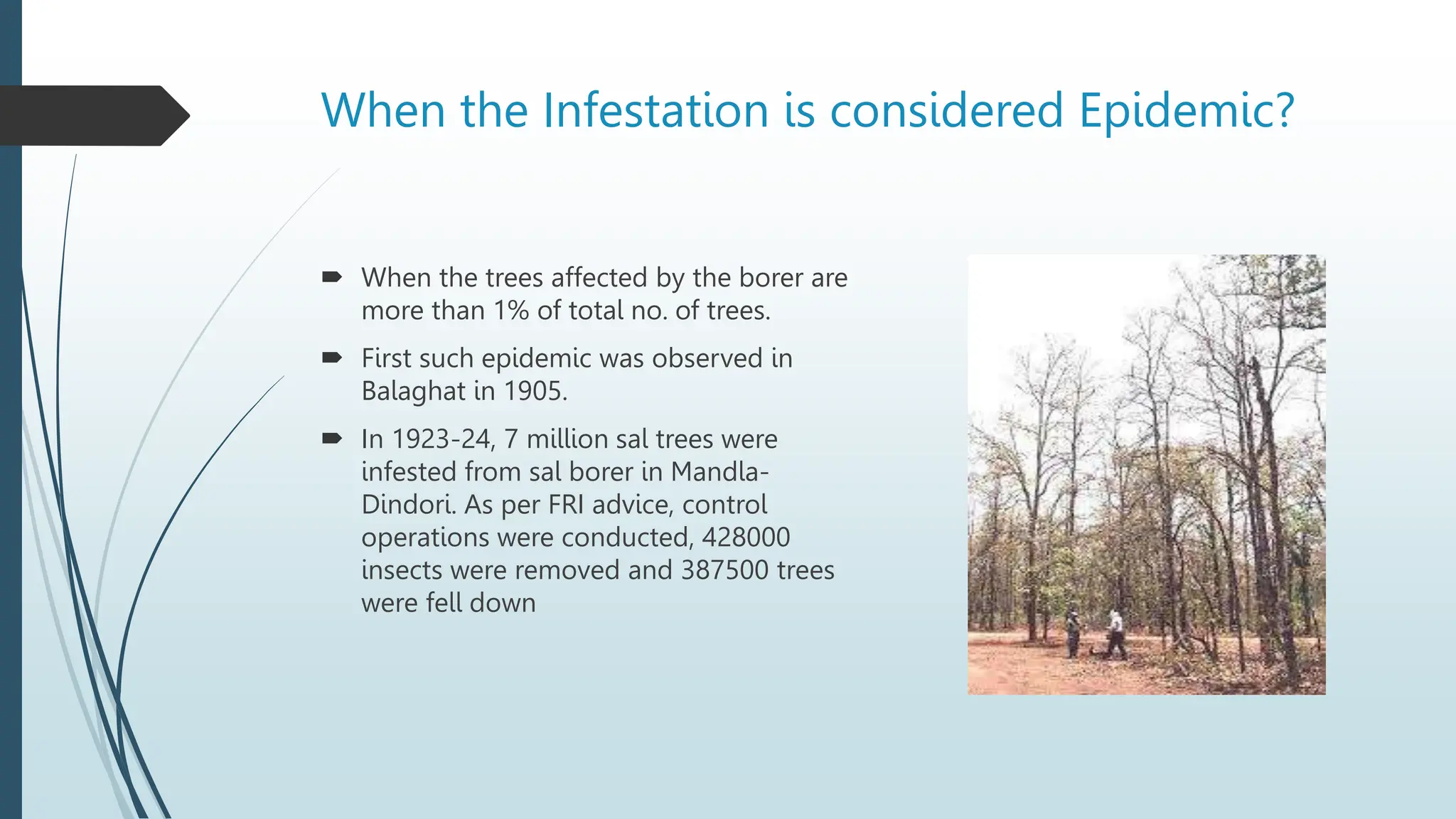 Sal Heartwood Borer and its management in the forest stand | PPTX
