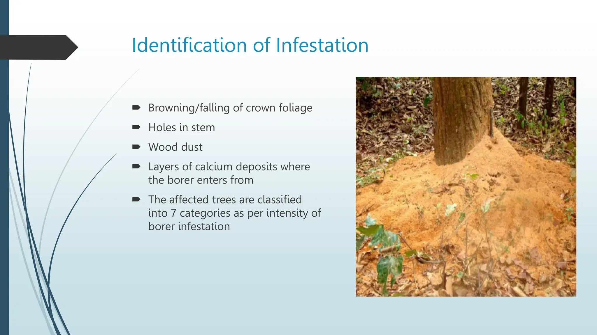 Sal Heartwood Borer and its management in the forest stand | PPTX