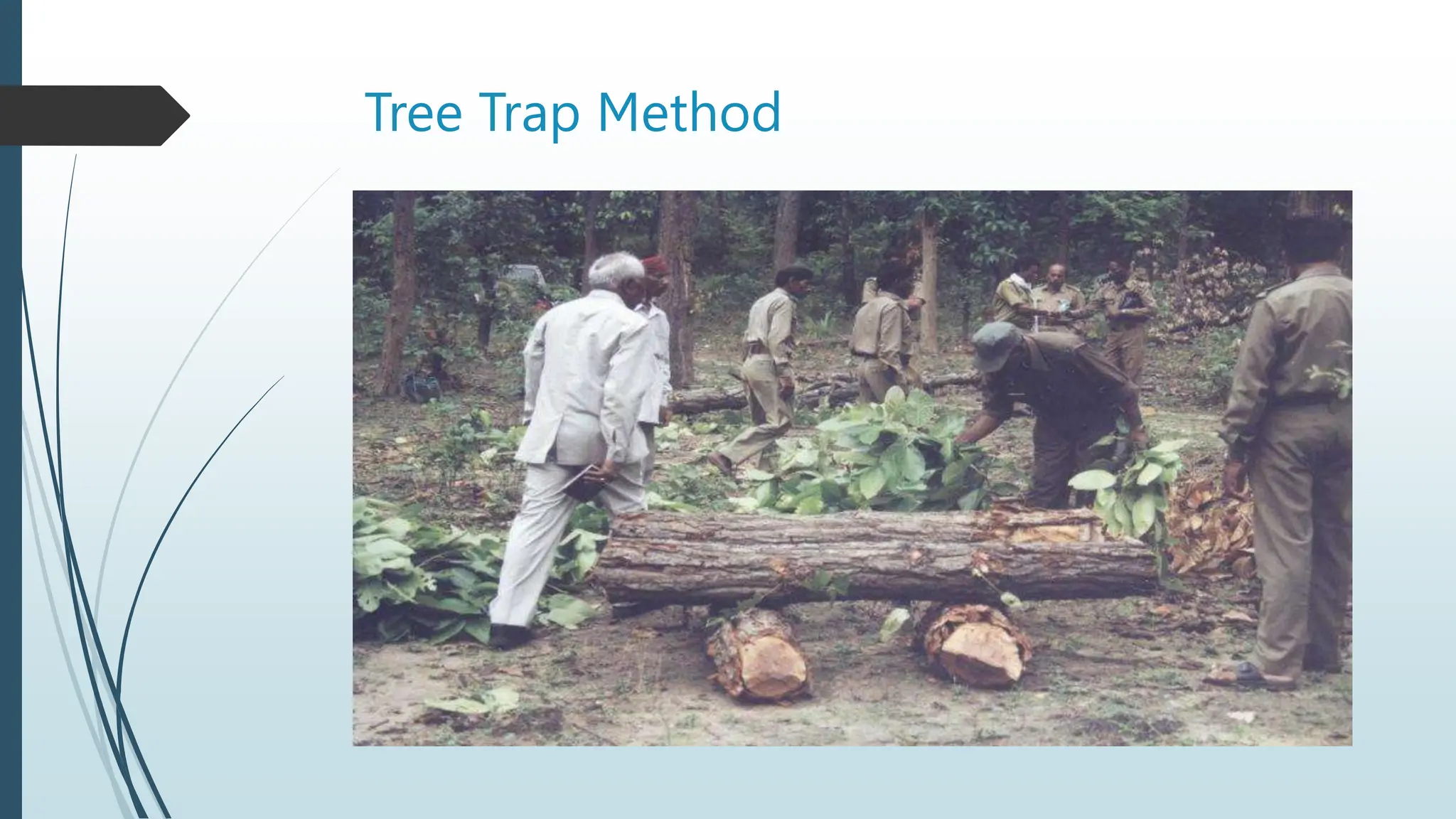 Sal Heartwood Borer and its management in the forest stand | PPTX