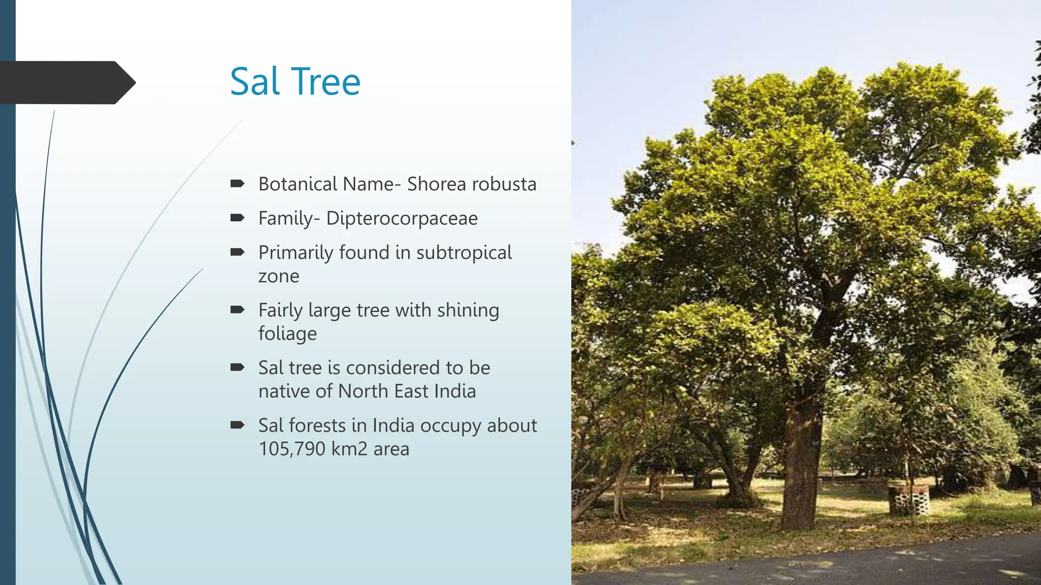 Sal Heartwood Borer and its management in the forest stand | PPTX