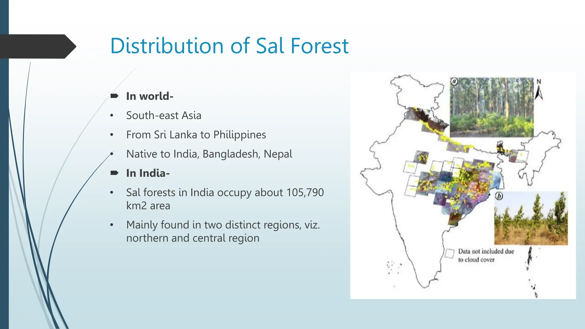 Sal Heartwood Borer and its management in the forest stand | PPTX