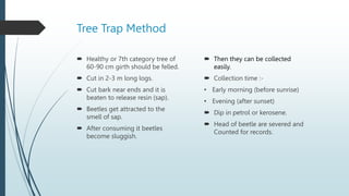 Sal Heartwood Borer and its management in the forest stand | PPTX