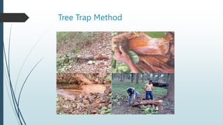 Sal Heartwood Borer and its management in the forest stand | PPTX