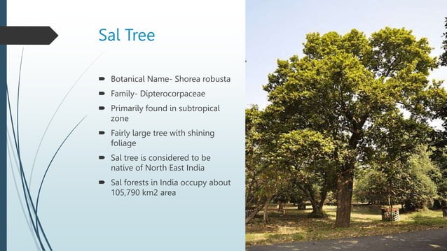 Sal Heartwood Borer and its management in the forest stand | PPTX ...