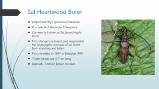 Sal Heartwood Borer and its management in the forest stand | PPTX