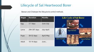 Sal Heartwood Borer and its management in the forest stand | PPTX