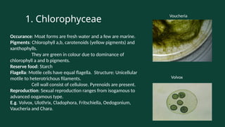 SALIENT FEATURES OF ALGAE AND FRITSCH CLASSIFICATION.pptx