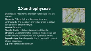 SALIENT FEATURES OF ALGAE AND FRITSCH CLASSIFICATION.pptx