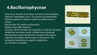 SALIENT FEATURES OF ALGAE AND FRITSCH CLASSIFICATION.pptx