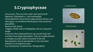 SALIENT FEATURES OF ALGAE AND FRITSCH CLASSIFICATION.pptx
