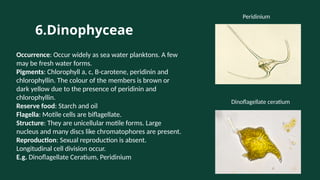 SALIENT FEATURES OF ALGAE AND FRITSCH CLASSIFICATION.pptx