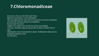 SALIENT FEATURES OF ALGAE AND FRITSCH CLASSIFICATION.pptx
