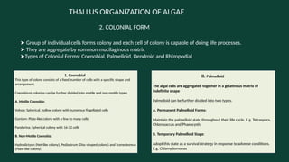 SALIENT FEATURES OF ALGAE AND FRITSCH CLASSIFICATION.pptx