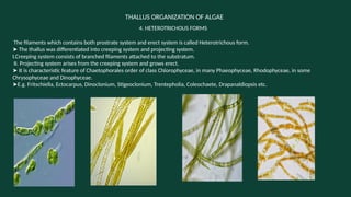 SALIENT FEATURES OF ALGAE AND FRITSCH CLASSIFICATION.pptx