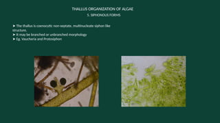 SALIENT FEATURES OF ALGAE AND FRITSCH CLASSIFICATION.pptx