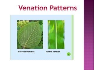 Salient features of flowering plants | PPTX