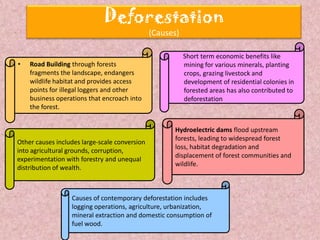 Importance of Forests, Functions of Forests, Deforestation, Sustainable ...