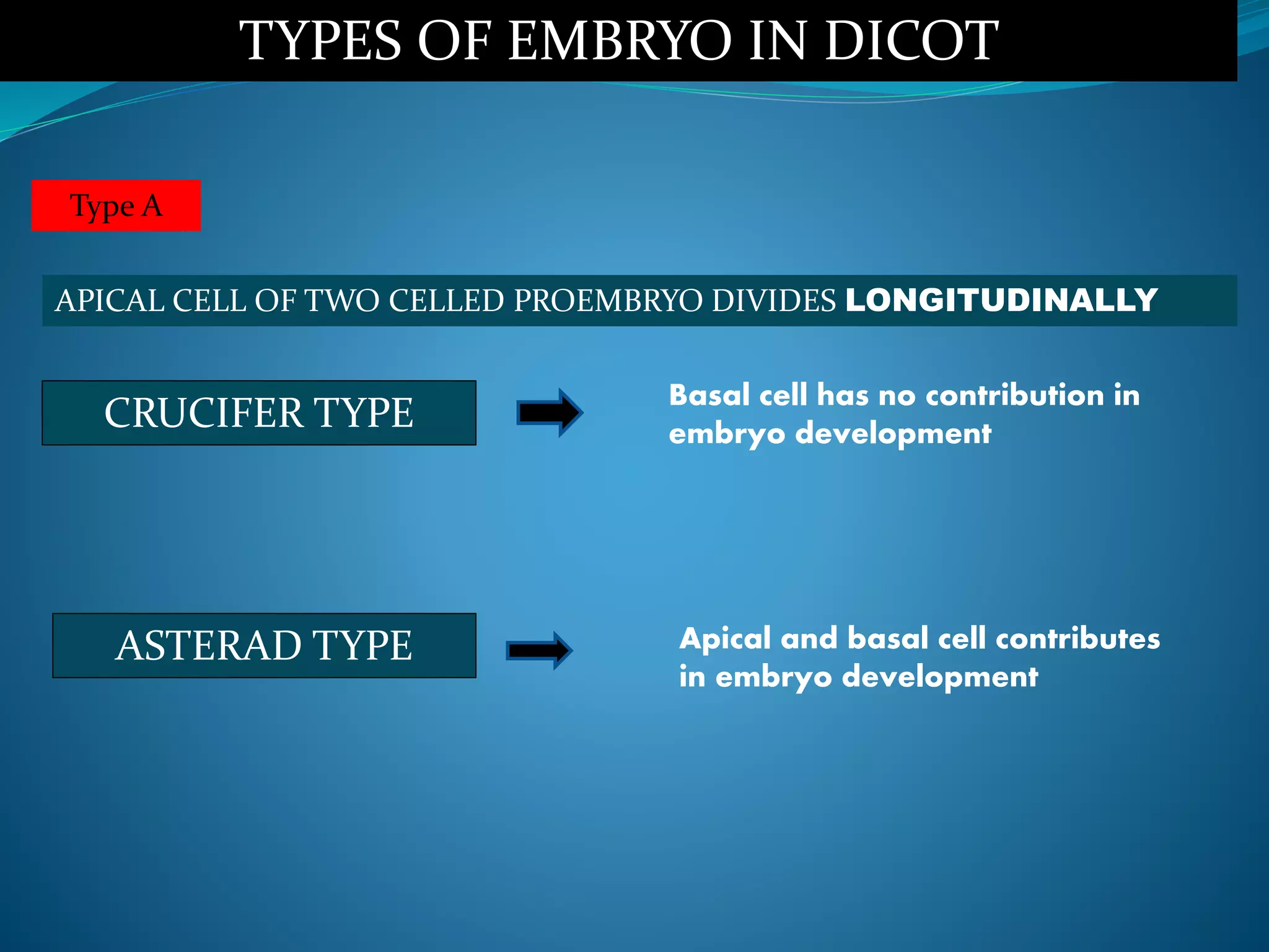 Zygotic Embyogenesis | PPTX