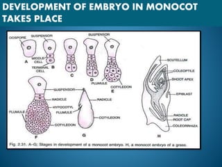 Zygotic Embyogenesis | PPTX