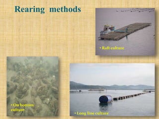 Culture of pearl oyster | PPTX