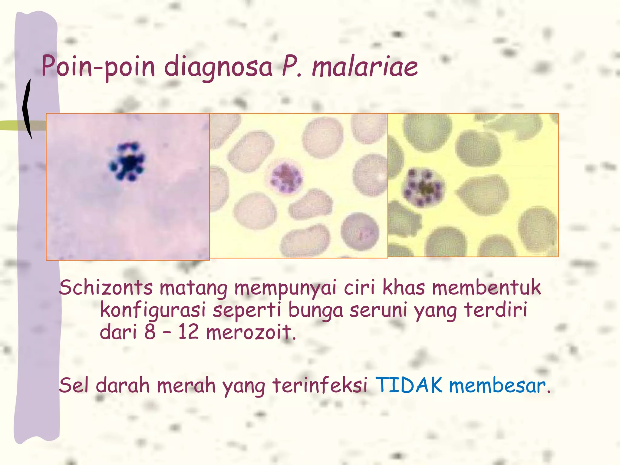 Salinan DIDIK MM Pengenalan jenis stadium & morfologi plasmodium ...