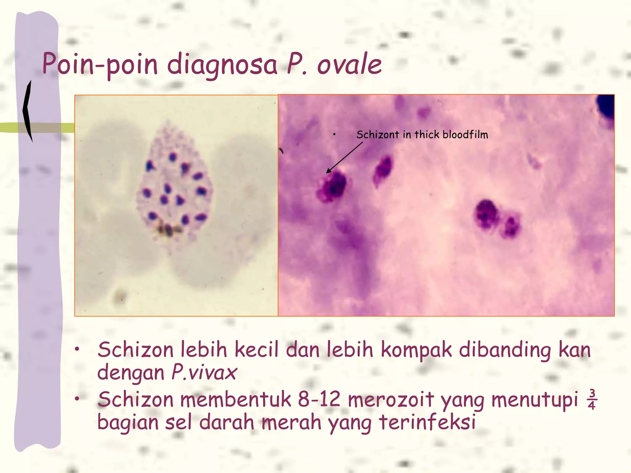 Salinan DIDIK MM Pengenalan jenis stadium & morfologi plasmodium ...