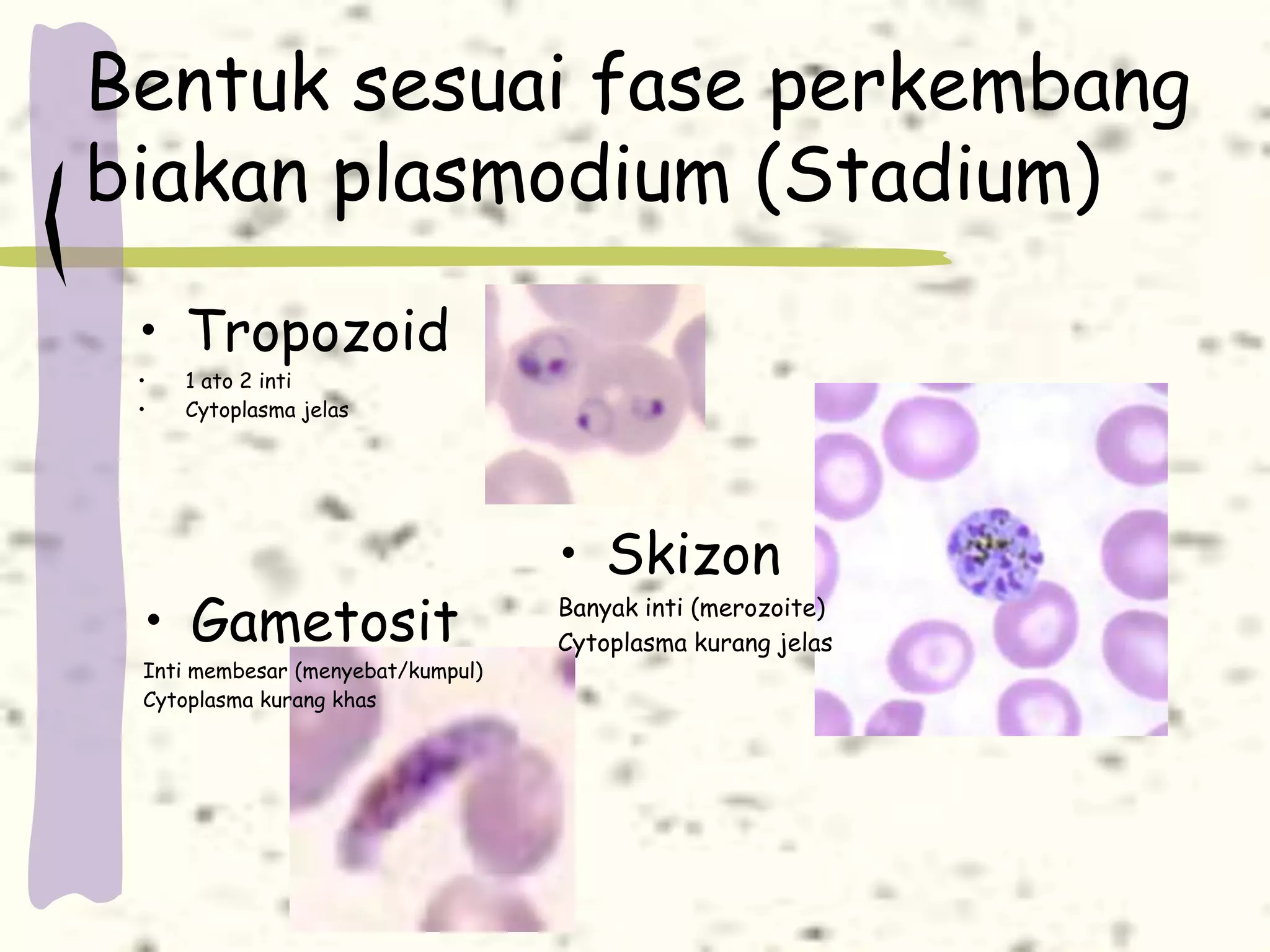 Salinan DIDIK MM Pengenalan jenis stadium & morfologi plasmodium ...
