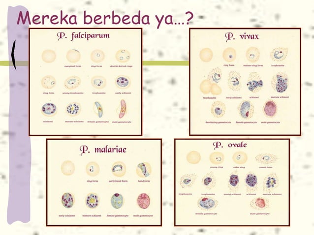 Salinan DIDIK MM Pengenalan jenis stadium & morfologi plasmodium ...