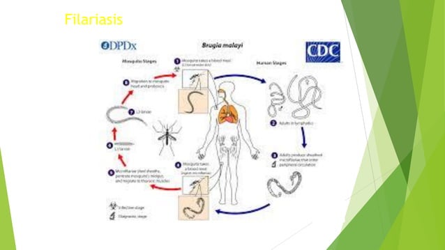 Salinan K9 Pengantar Parasitologi dan Parasit Cacing Penyebab Infeksi ...