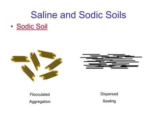 Saline And Sodic Soils | PPT
