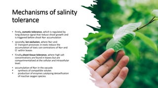Saline resistence in plants | PPTX