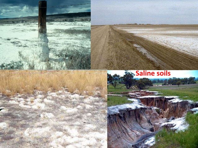 Salt Affected Soils and Their Management | PPTX | Developmental Sites ...