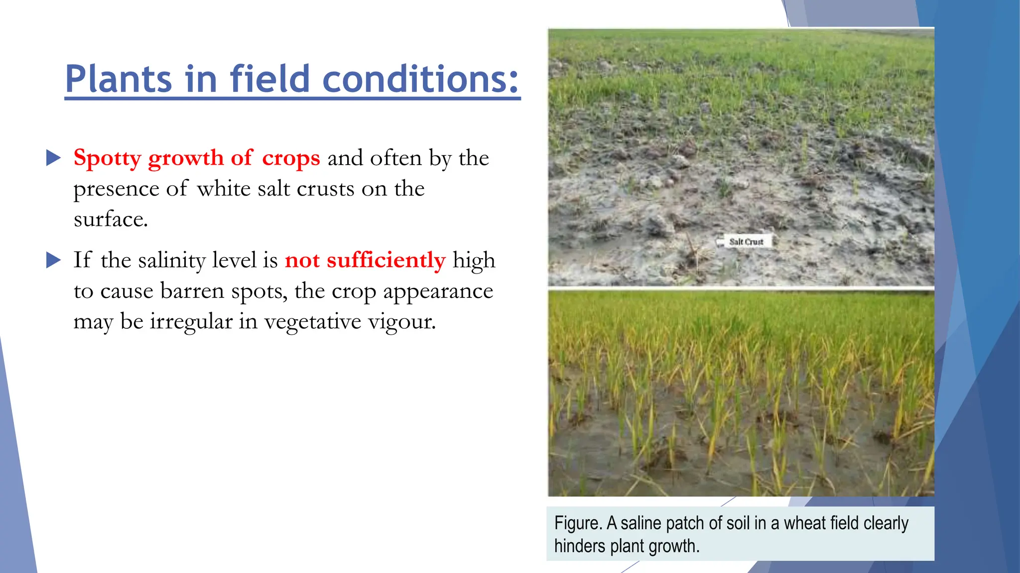 Saline Soils And Their Reclamation.pptx. | PPTX