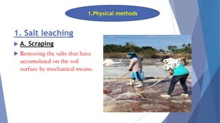 Saline Soils And Their Reclamation.pptx. | PPTX