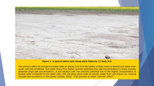 Saline Soils And Their Reclamation.pptx. | PPTX