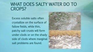 Saline water effects on agriculture | PPTX