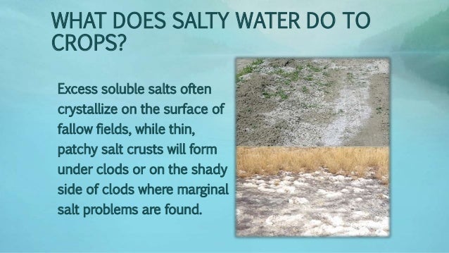 Saline water effects on agriculture