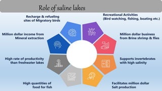 Saline wetland ecosystem | PPTX