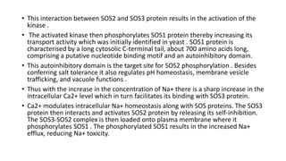 salinity- salinity stress | PPTX