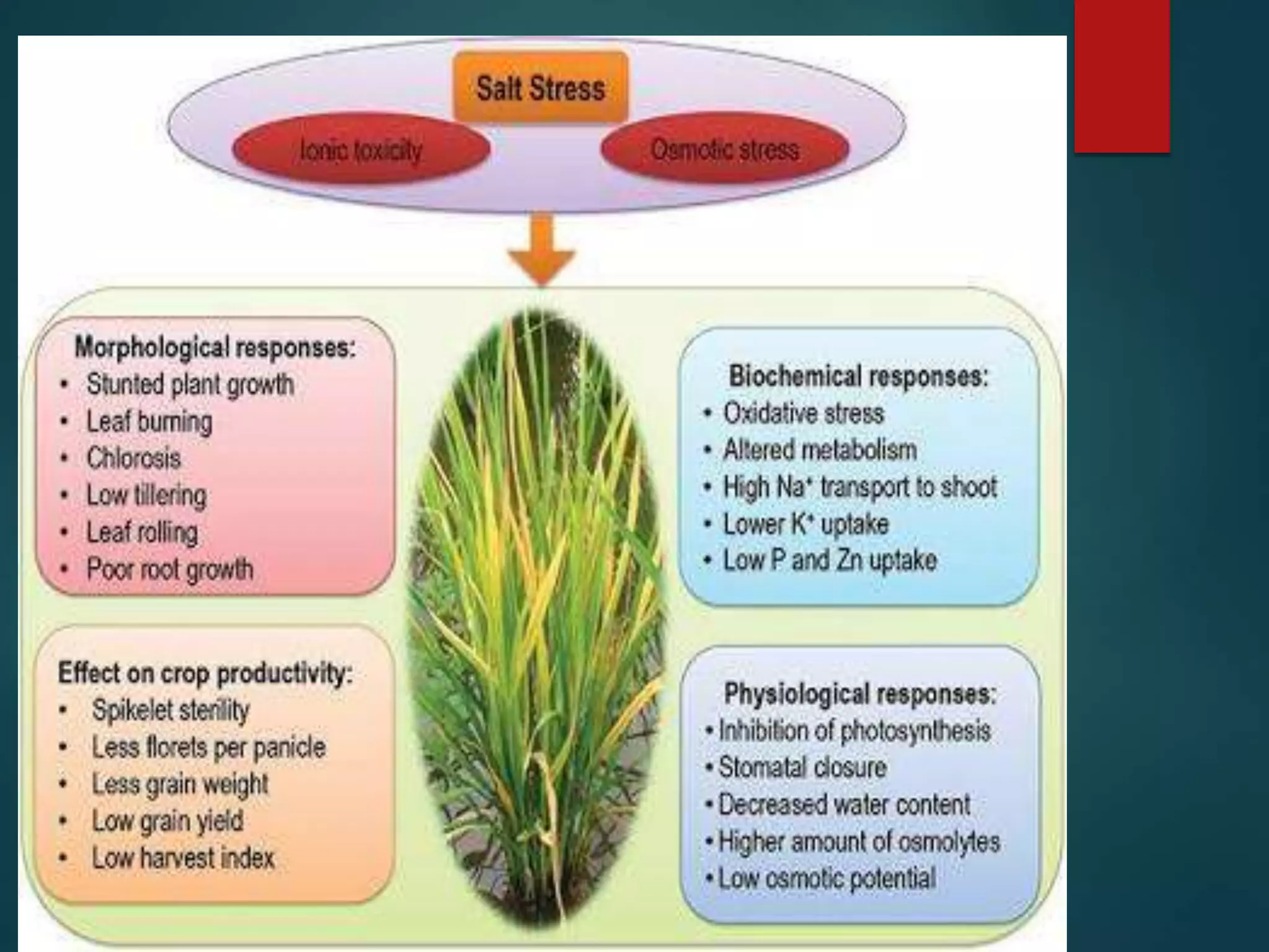 Soil Salinity by CHETHANKUMAR P | PPTX