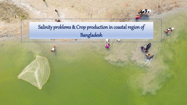 Salinity problem in bangladesh | PPTX | Agriculture | Industries