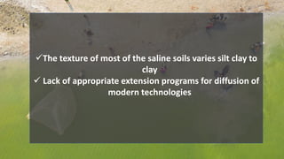 Salinity problem in bangladesh | PPTX