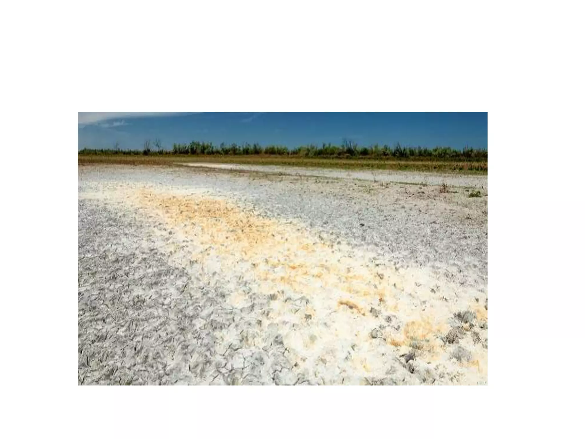 Salinity resistance breeding | PPTX
