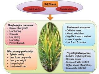 Salinity resistance breeding | PPTX