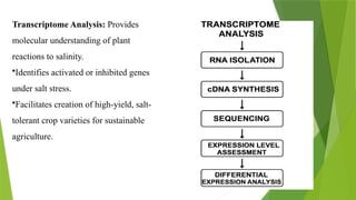 Salinity Resistance in Plants.Rice plant | PPTX