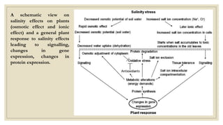 Salinity stress | PPTX